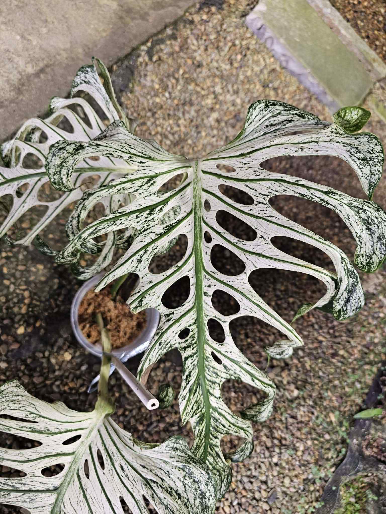 Monstera – Lucky Plants Thailand