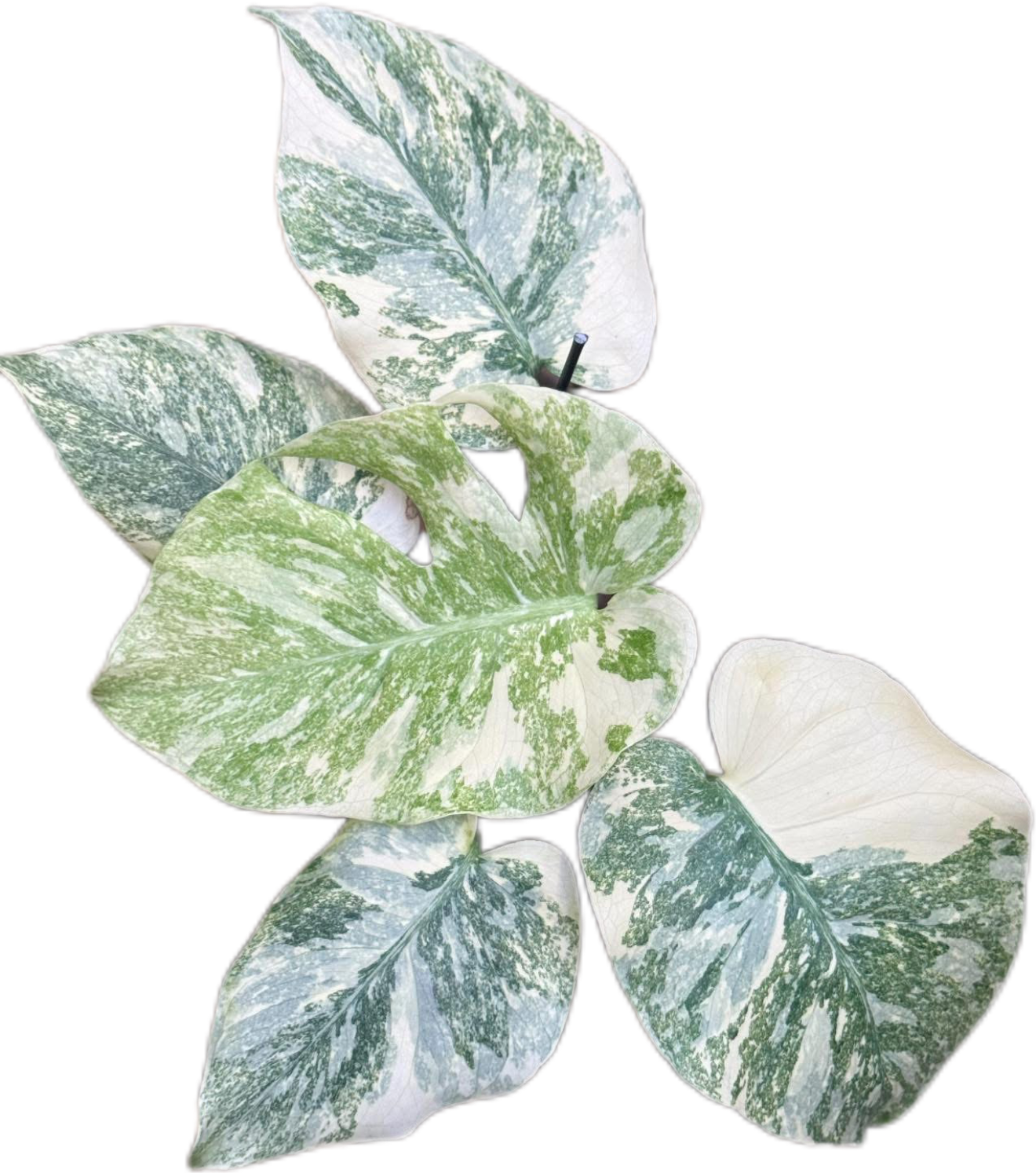 Monstera – Lucky Plants Thailand