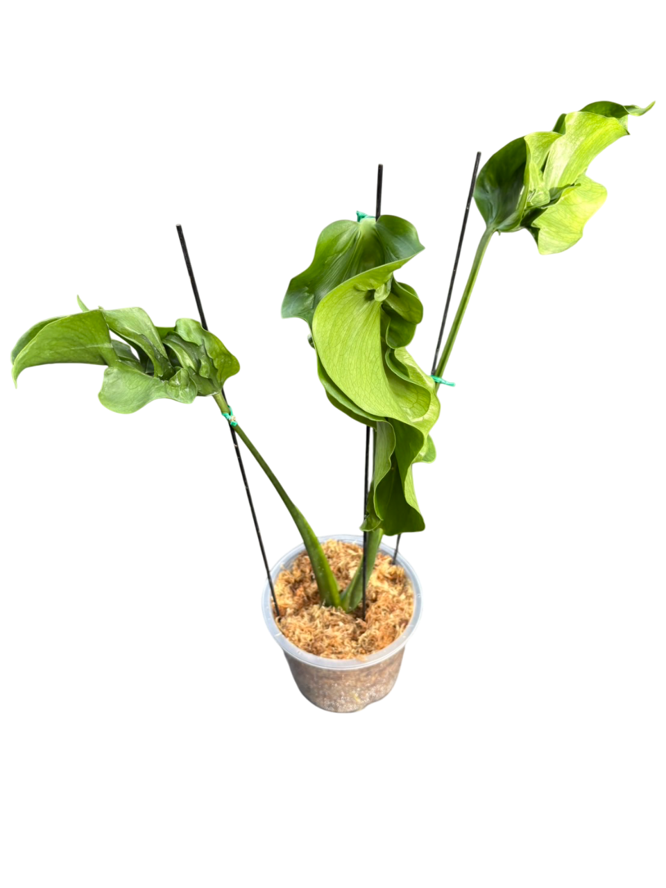 Monstera Deliciosa “Hurricane “ – Lucky Plants Thailand