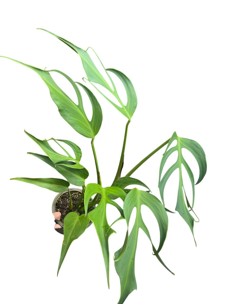 Monstera Burle Flame large size (1 Plant) – Lucky Plants Thailand