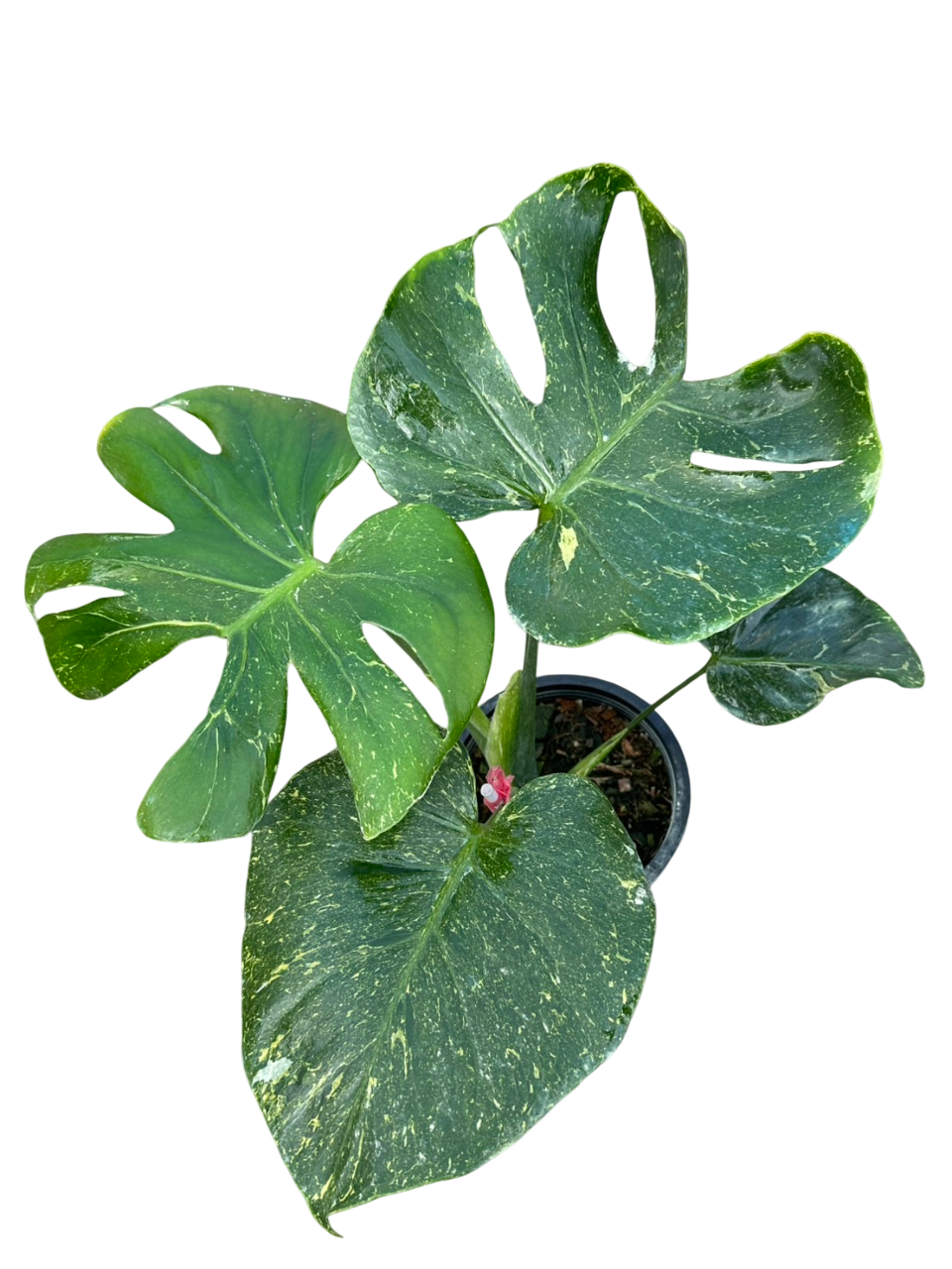 Monstera deliciosa thunder bolt (super rare) – Lucky Plants Thailand