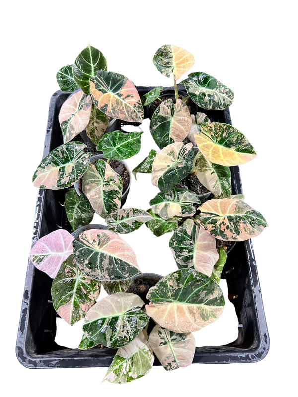 Alocasia Black Velvet Pink Variegated – Lucky Plants Thailand