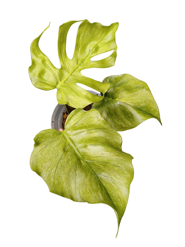 Monstera deliciosa “Octopus” Variegated – Lucky Plants Thailand