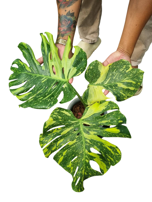 Rare Monstera Deliciosa Electrolyte (ElectroLight) Variegated – Lucky ...