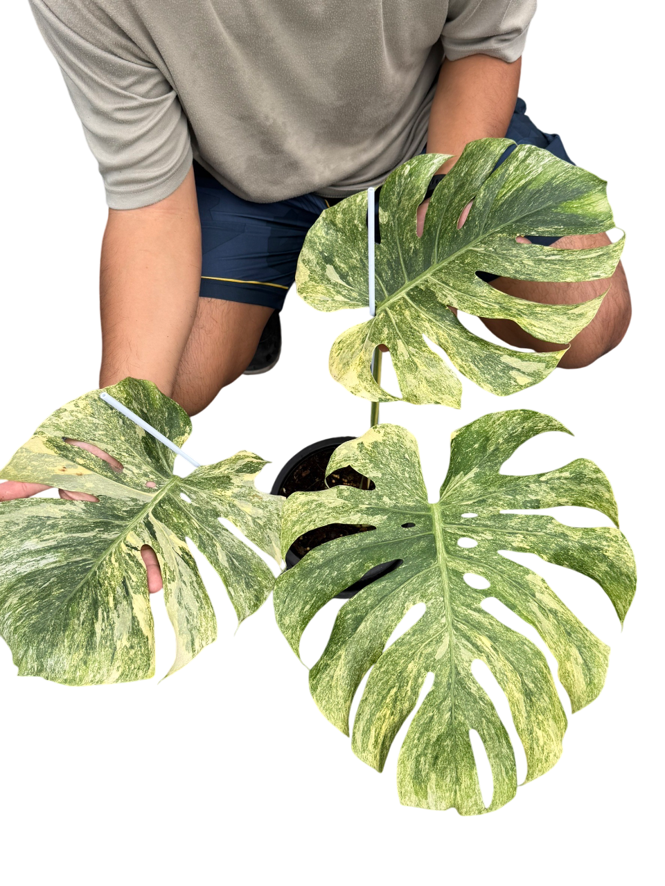 Monstera Deliciosa “Green Snow” – Lucky Plants Thailand