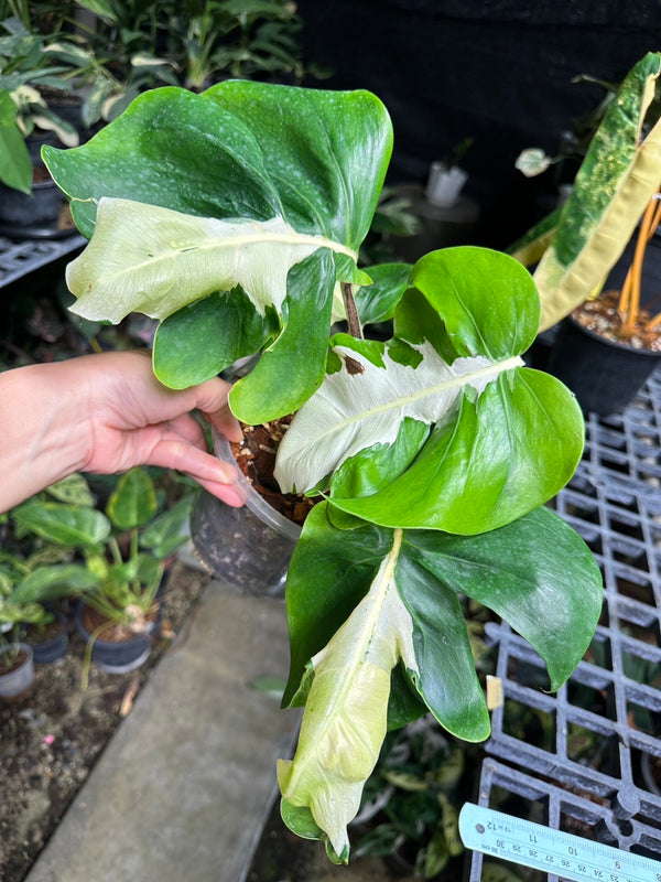 Monstera Deliciosa “White Lava” Variegated 4 leaves – Lucky Plants Thailand