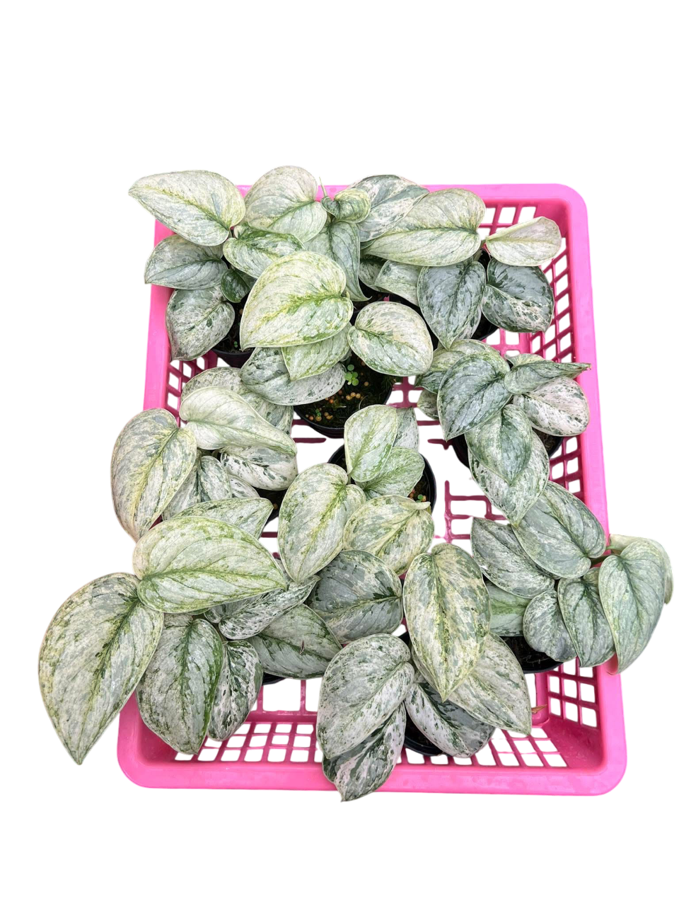 Scindapsus peasun Set of 5plants – Lucky Plants Thailand