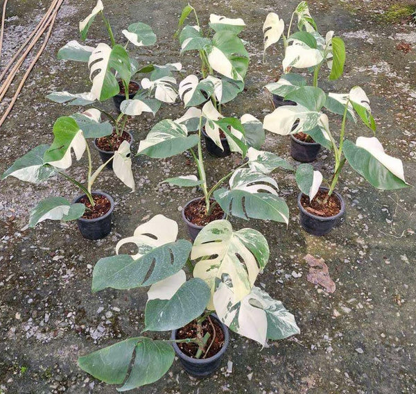 Monstera albo low var.(set 10 pots) – Lucky Plants Thailand
