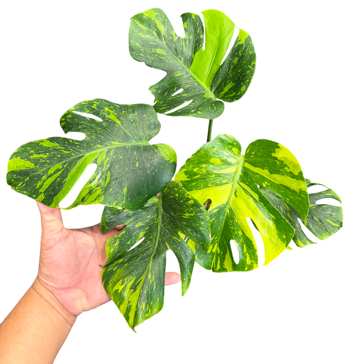 Monstera deliciosa Thongkima (rare plant) – Lucky Plants Thailand