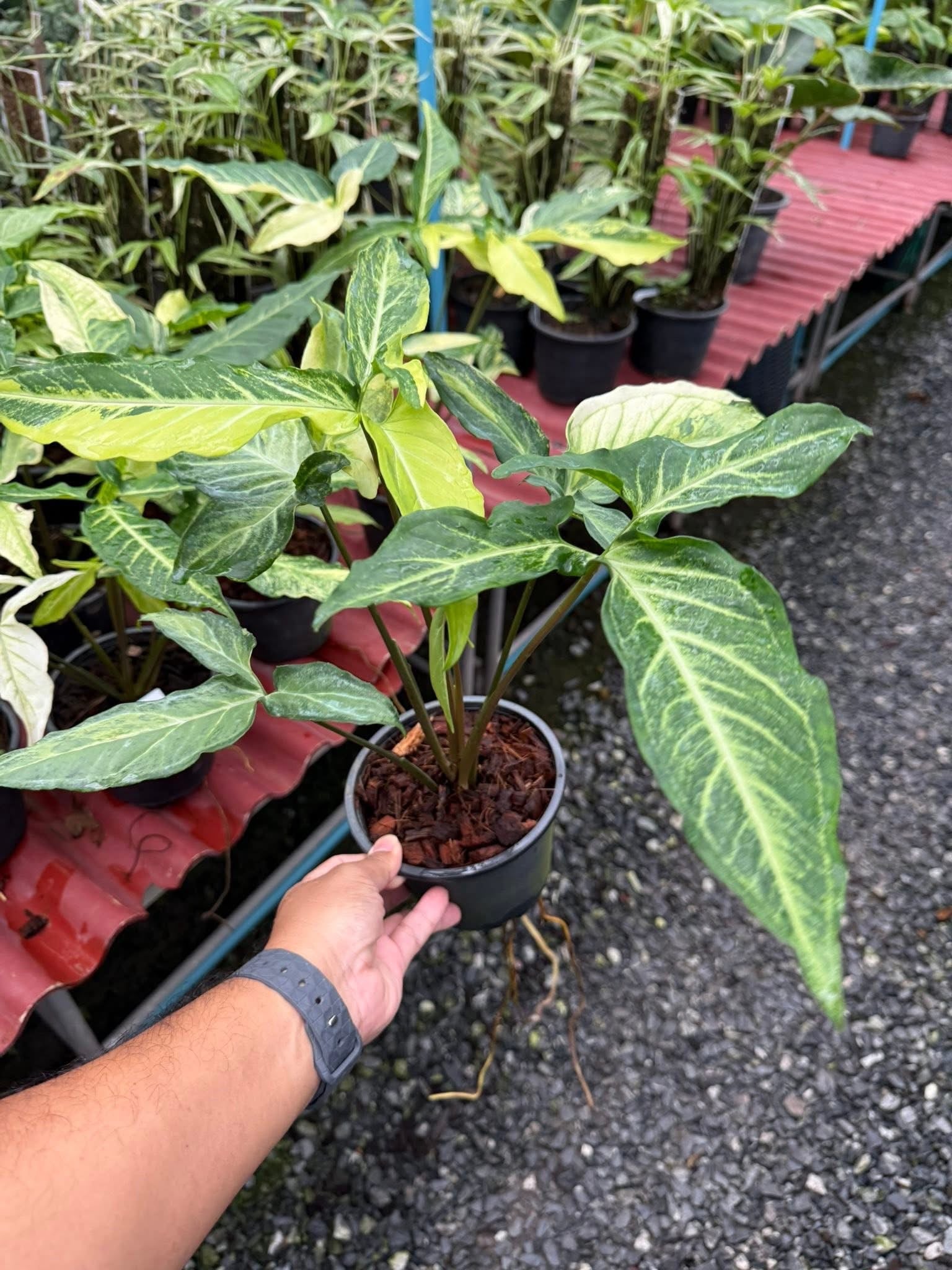Syngonium Angustatum -Set of 10 plants – Lucky Plants Thailand