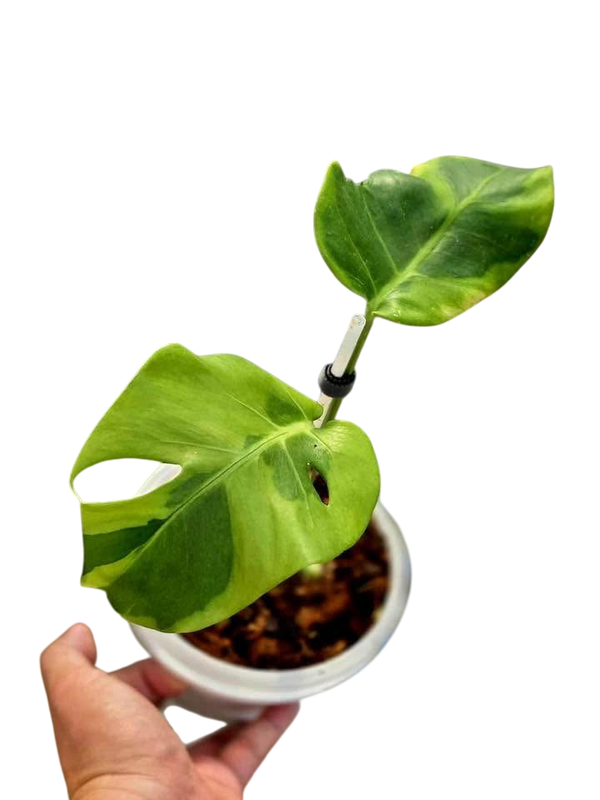 Monstera deliciosa “Flamicito” Variegated – Lucky Plants Thailand