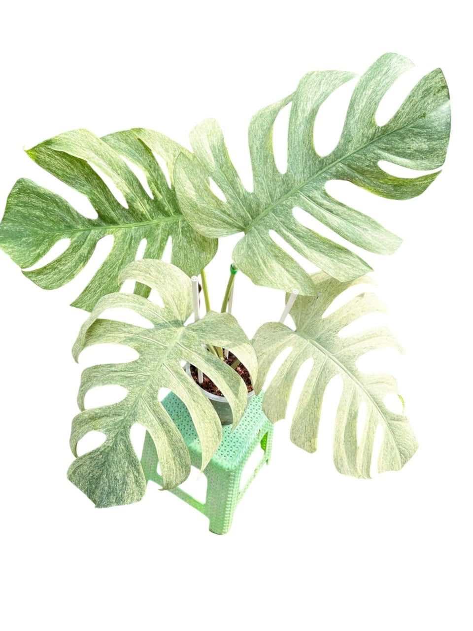 Monstera Deliciosa x Borsigeana Full Mint – Lucky Plants Thailand