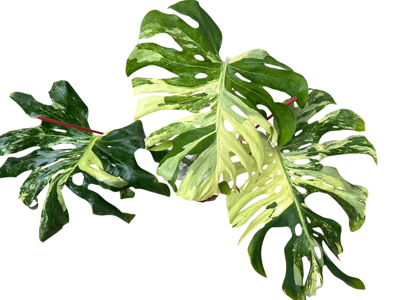 Monstera Ocean lava Indo – Lucky Plants Thailand