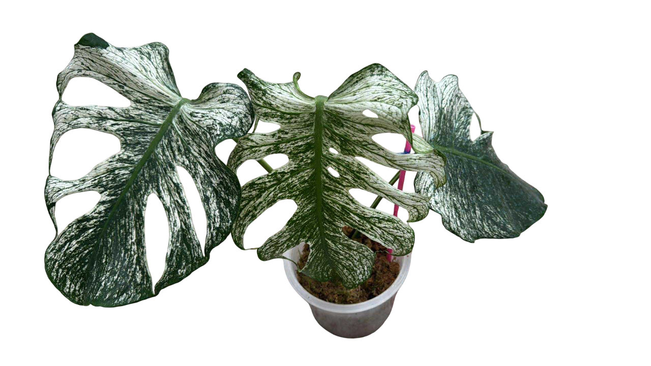 MONSTERA Deliciosa “DEVIL MONSTER” – Lucky Plants Thailand
