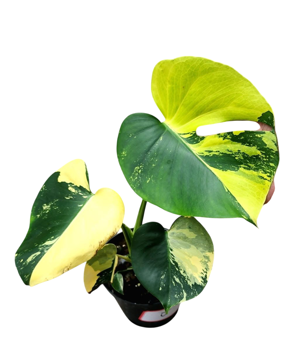 Monstera Deliciosa “Pom Pom” – Lucky Plants Thailand