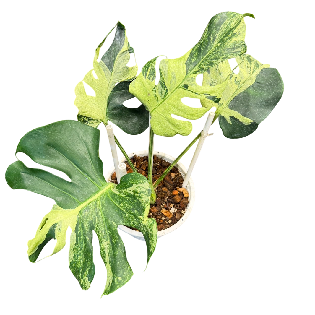 Monstera – Lucky Plants Thailand