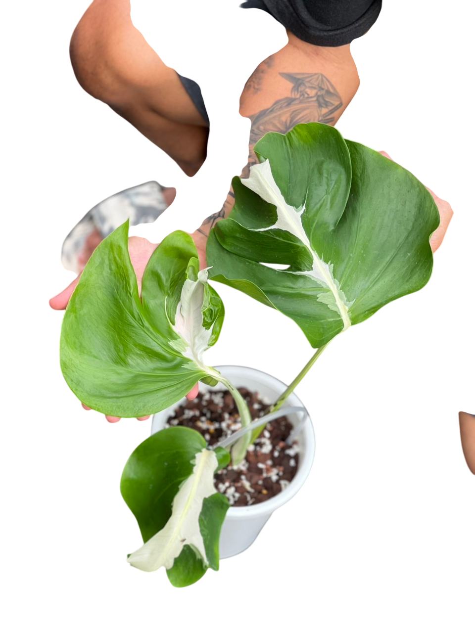 Monstera Deliciosa “White Lava” Variegated – Lucky Plants Thailand