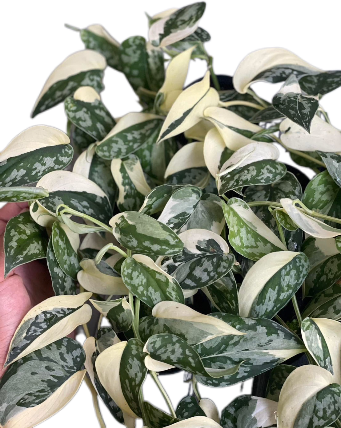 Scindapsus Mayari Variegated – Set of 10 Plants – Lucky Plants Thailand