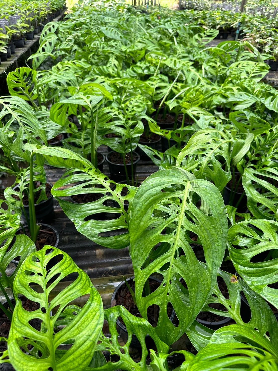 Monstera Esqueleto - Set of 10 Plants – Lucky Plants Thailand