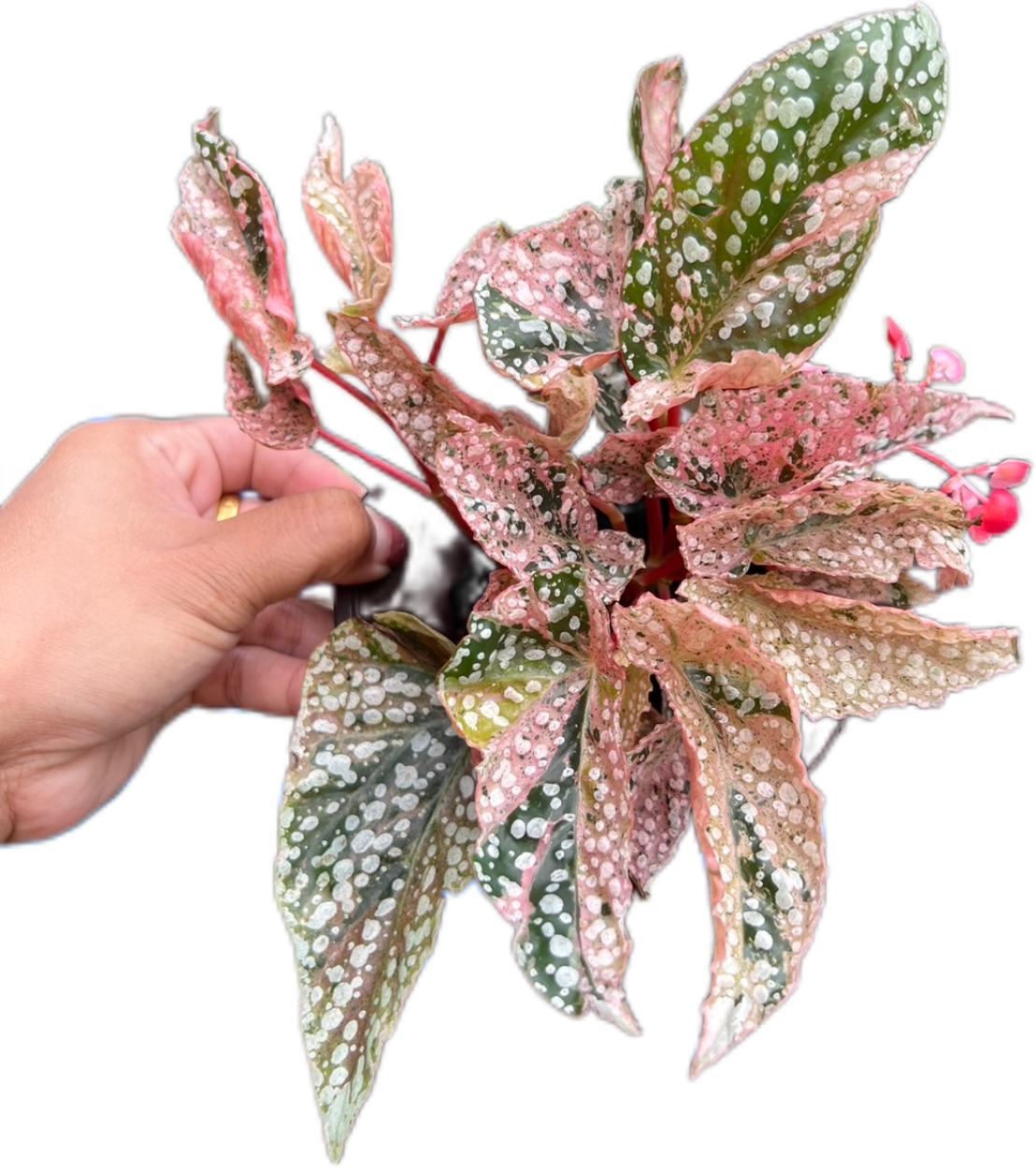 Begonia Snow Capped Variegated – Set of 10 Plants – Lucky Plants Thailand