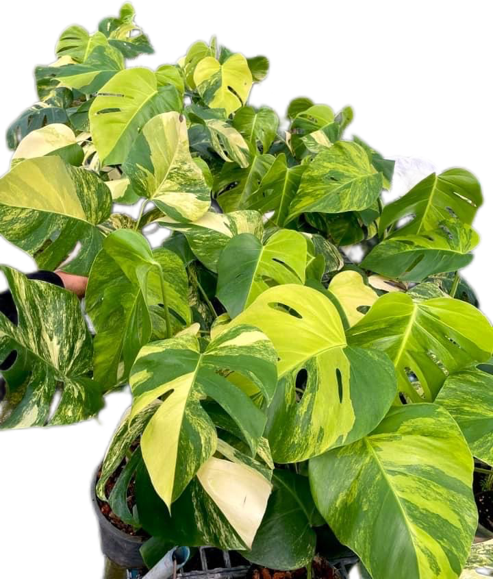 Monstera Aurea Borsigiana – Set of 10 Plants – Lucky Plants Thailand
