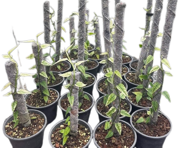 Epipremnum Cebu Blue Ghost – Set of 10 Plants – Lucky Plants Thailand