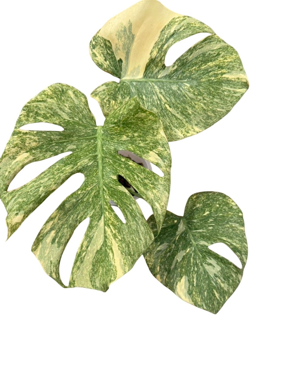 Monstera Thai Constellation Legacy – Lucky Plants Thailand