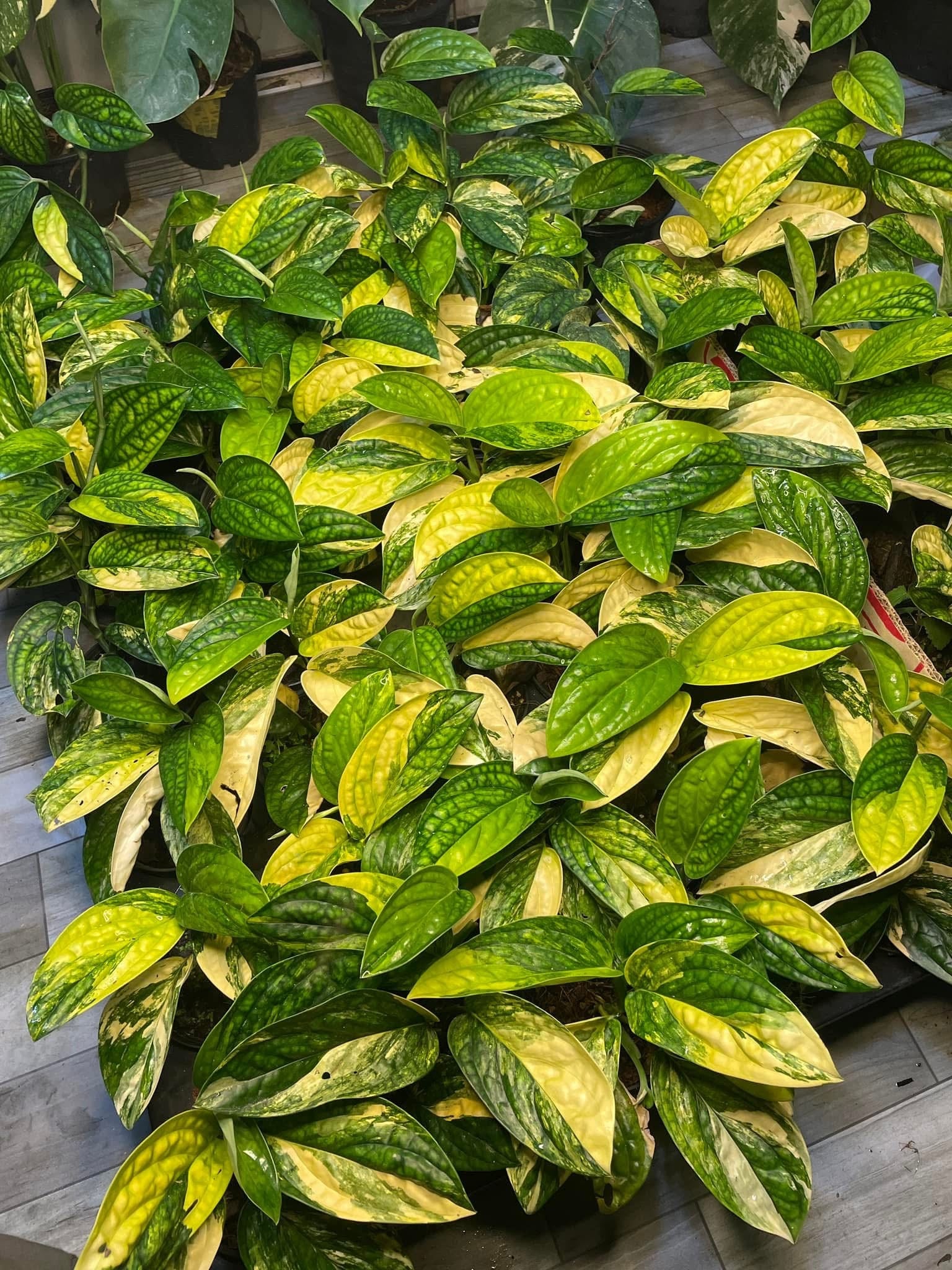 Monstera Peru Variegated -set of 10 plants – Lucky Plants Thailand