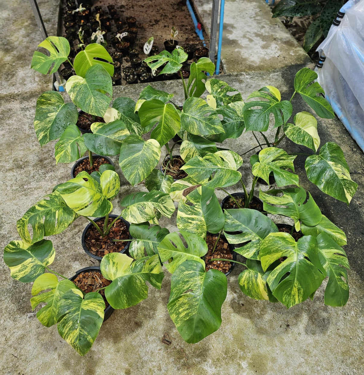 Monstera Aurea Borsigiana – Set of 10 Plants – Lucky Plants Thailand