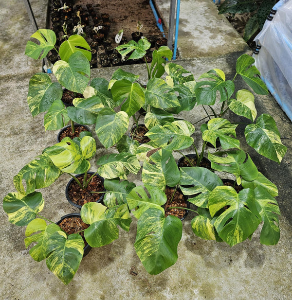 Monstera Aurea Borsigiana – Set of 10 Plants – Lucky Plants Thailand